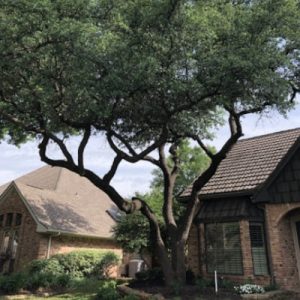 Tree Trimming - www.hernandeztreeexperts.com